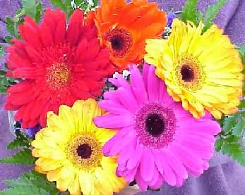 Gerbera: African Sunflower | Garden Park