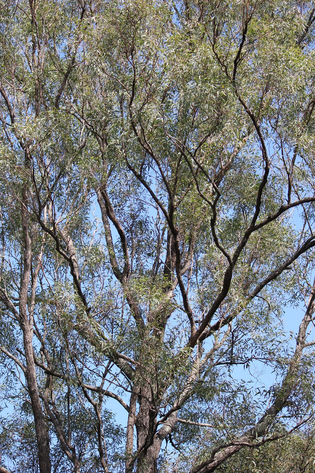Brisbane Backyard Naturalist: Gum trees at my place - Eucalyptus crebra