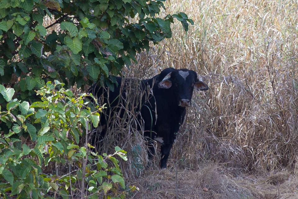 Kay Parkin Birding: Kununurra and Mitchell Falls WA