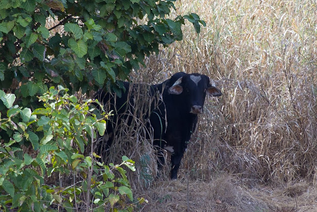 Kay Parkin Birding: Kununurra and Mitchell Falls WA