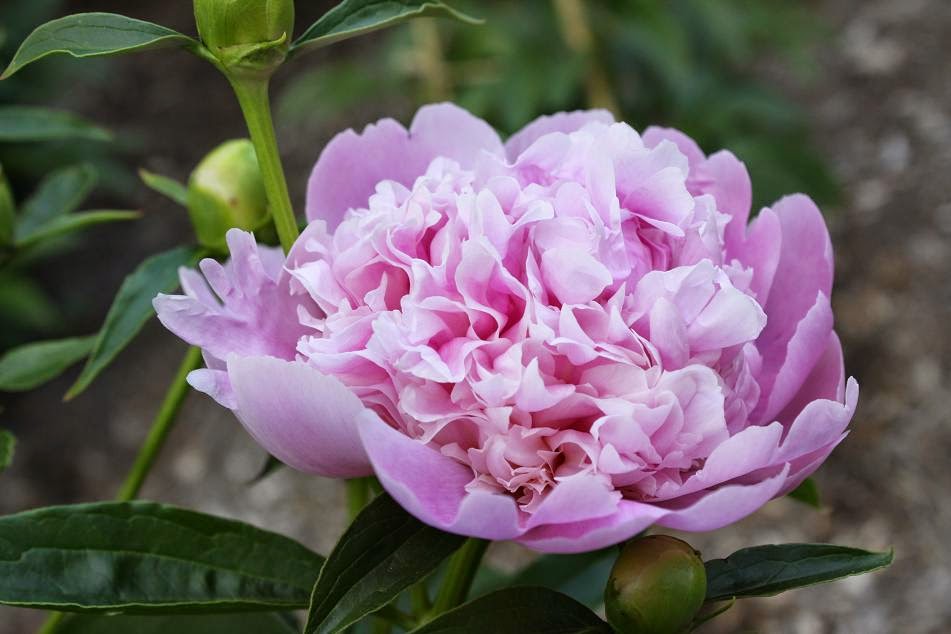 Michigan Exposures: The Start of the Peonies