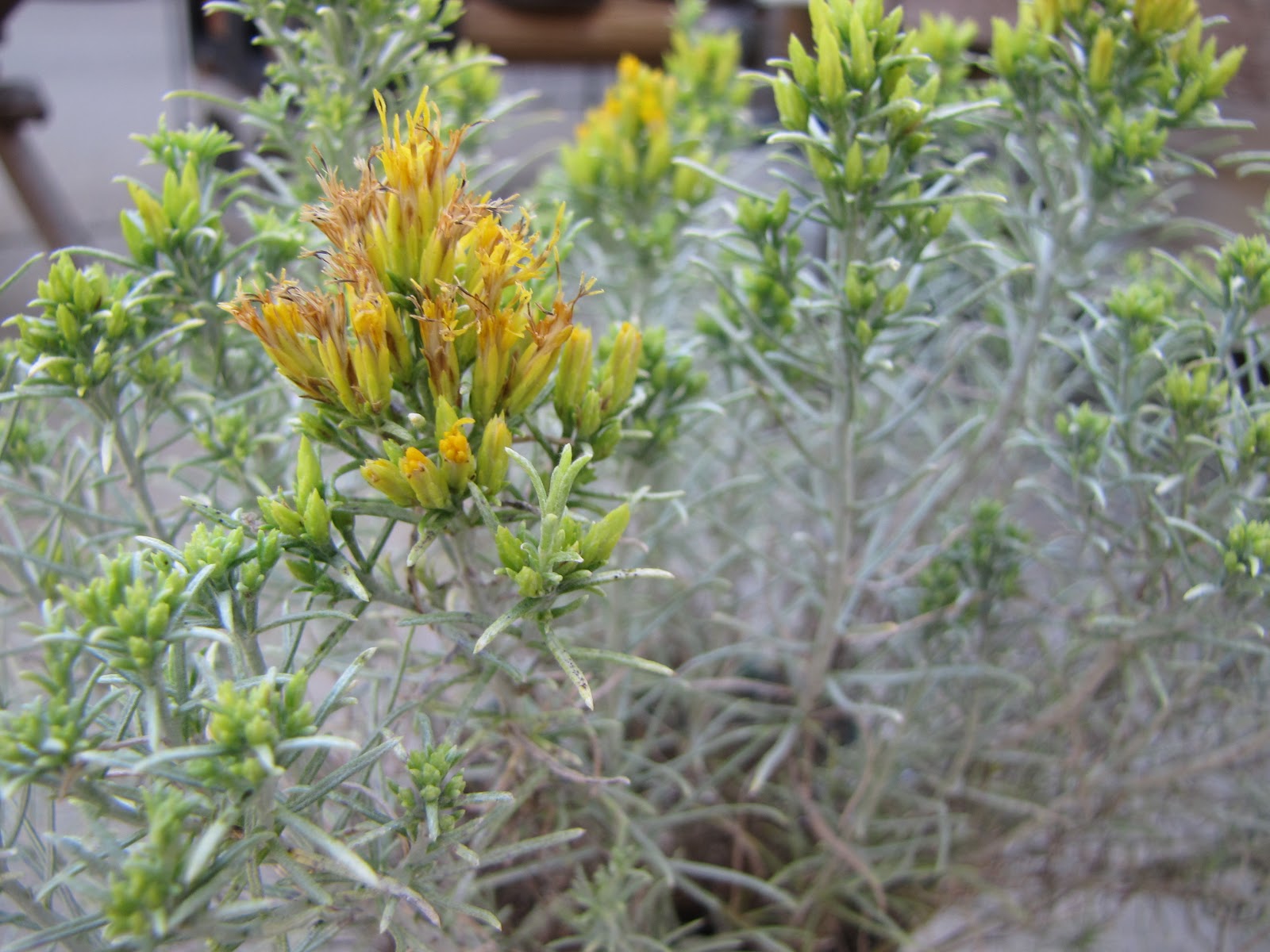 A Corner Garden: Some Kind of Rabbitbrush