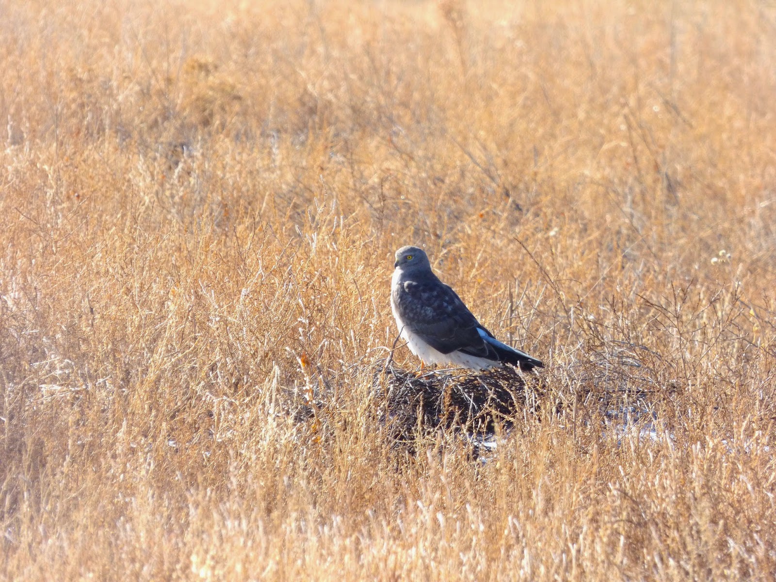 Otowi: FCNC Winter Bird Count 1-10-14