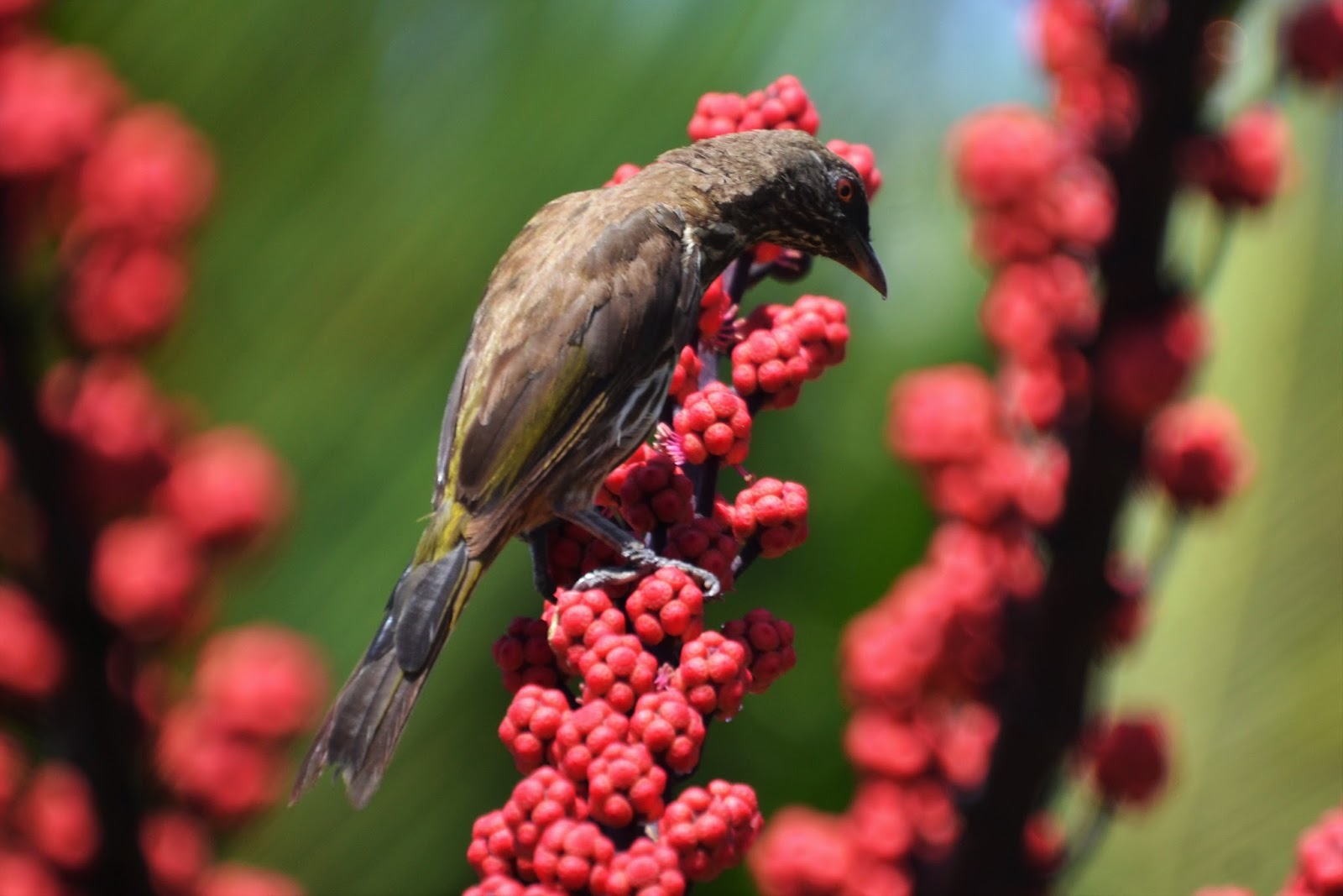Cigua Palmera. | Fauna Dominicana