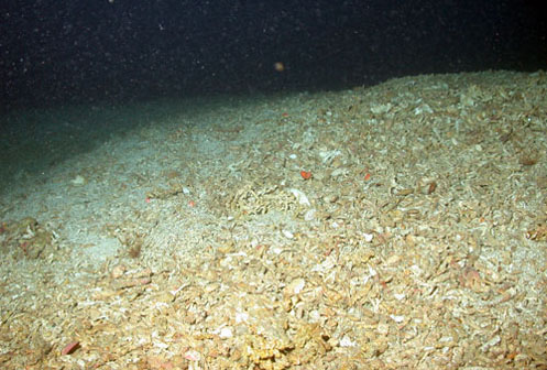 Save the Deep Sea: The Dangers of Deep Sea Bottom Trawling