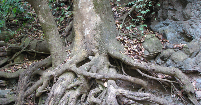 Tree Roots
