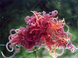 Ini Dia Ciri-Ciri dan klasifikasi Annelida | Pengetahuanku Duniaku