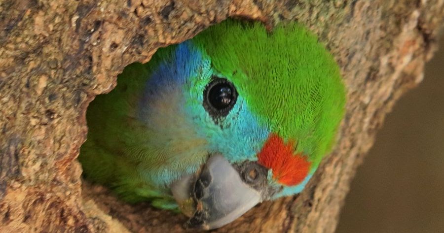 Queensland Coast: Fig Parrot Chicks