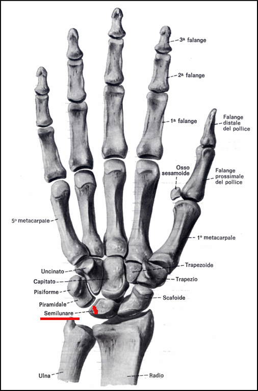 Frabeblog: Tutta colpa del semilunare