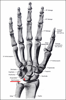 Frabeblog: Tutta colpa del semilunare