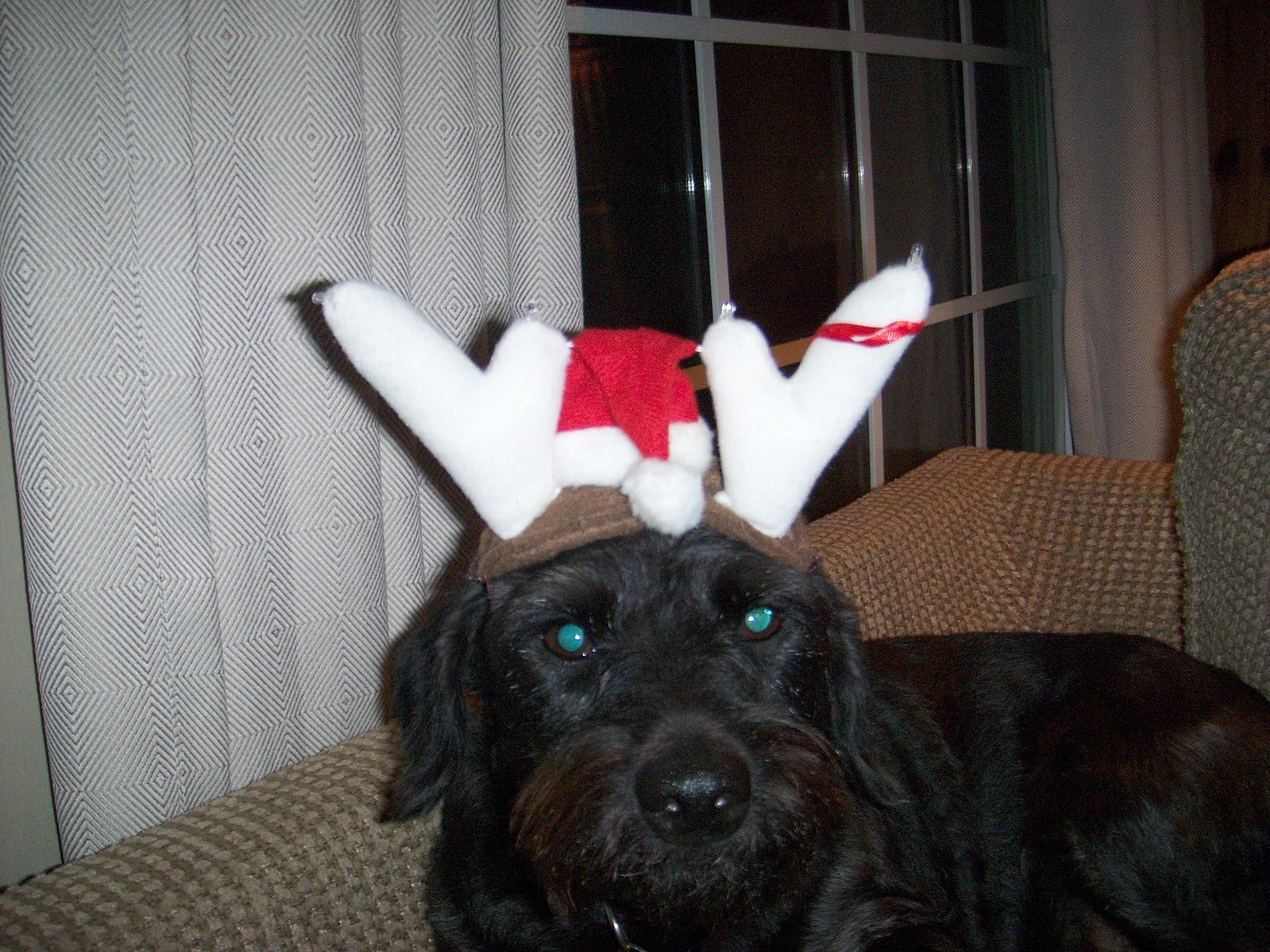 Gemini Pet Sitting : Photos