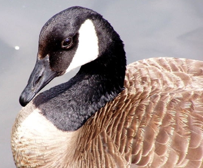 Why geese sleep in the water