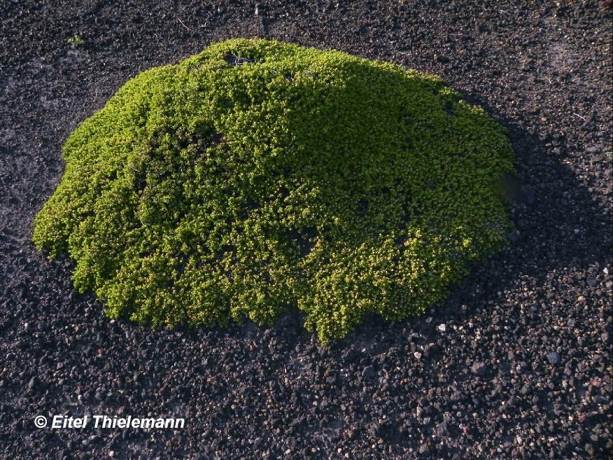 Apuntes botánicos: ARBUSTOS CHILENOS