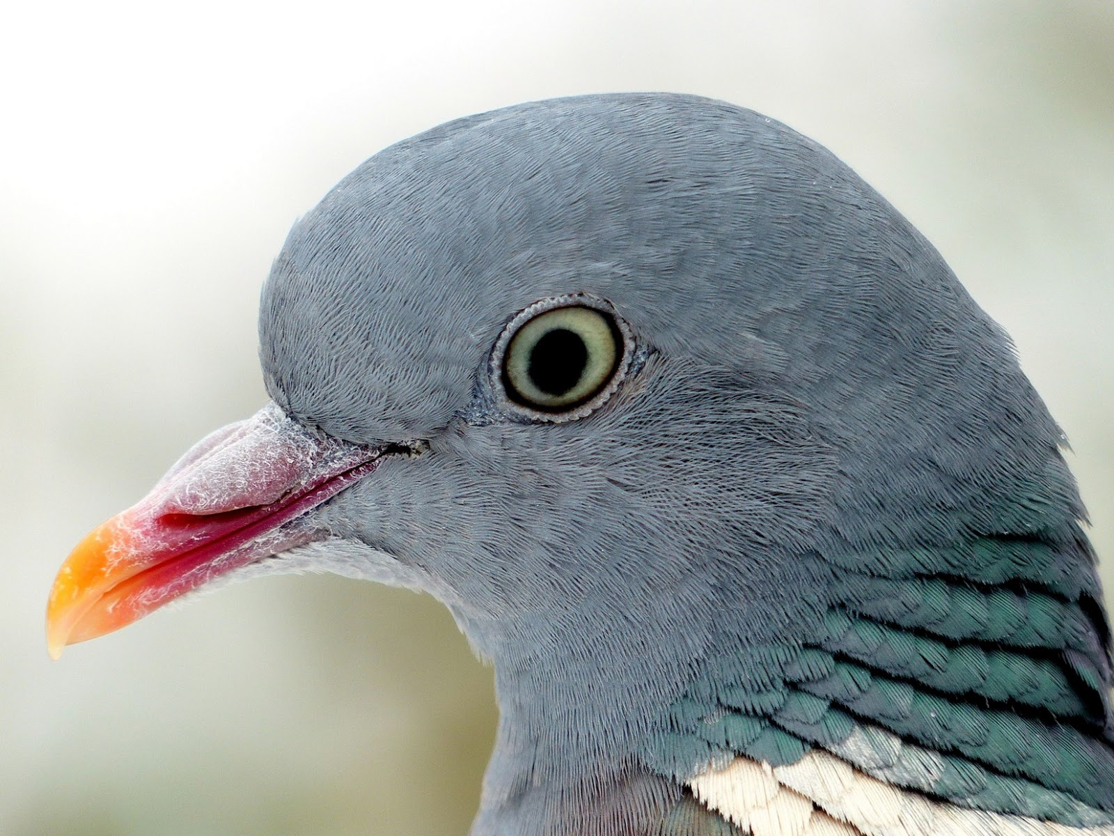 Inutile pour les uns indispensable pour les autres ! !: L'histoire de ...