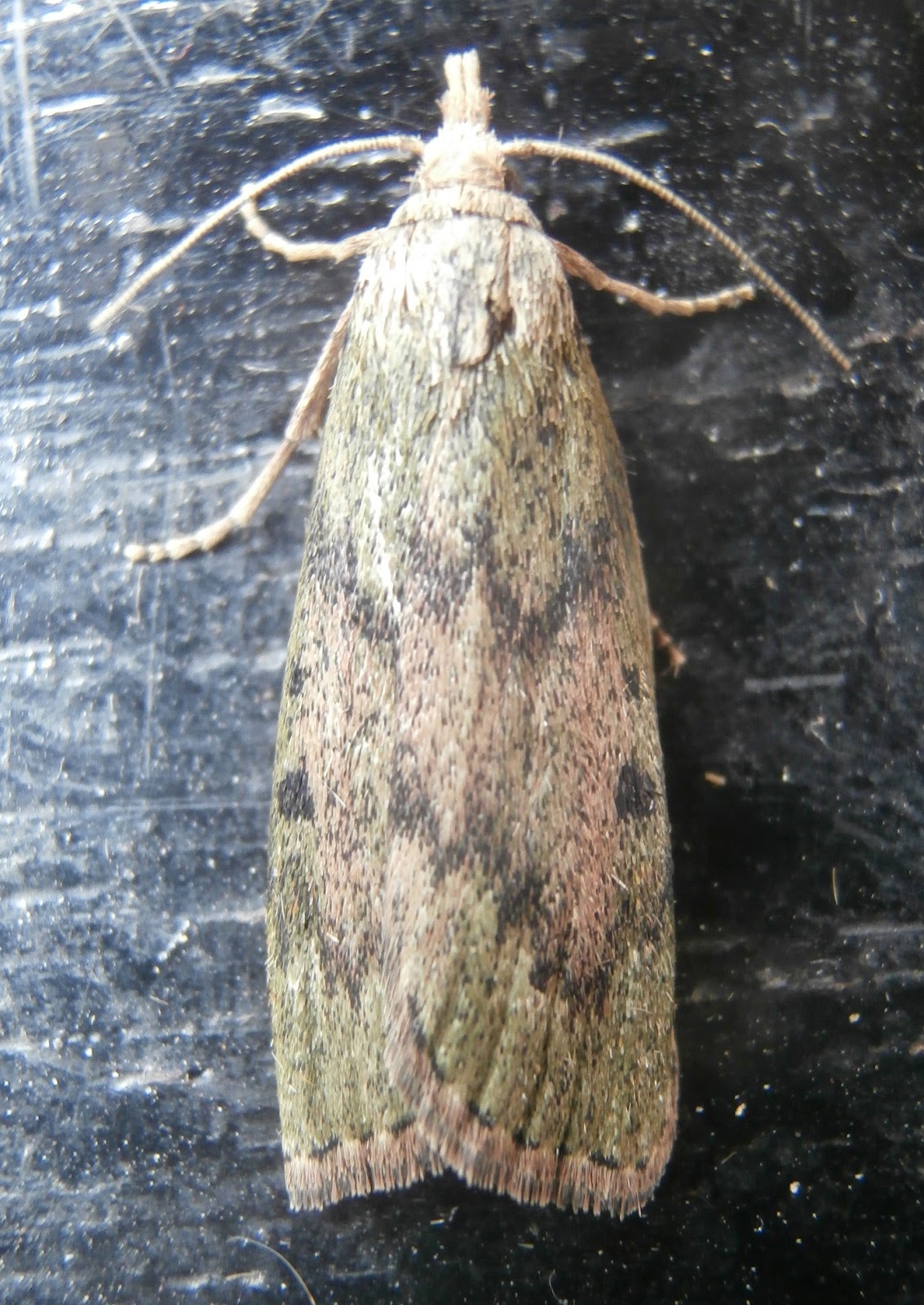 The Curious Naturalist: Aphomia sociella Bee Moth, the perfect inquiline?