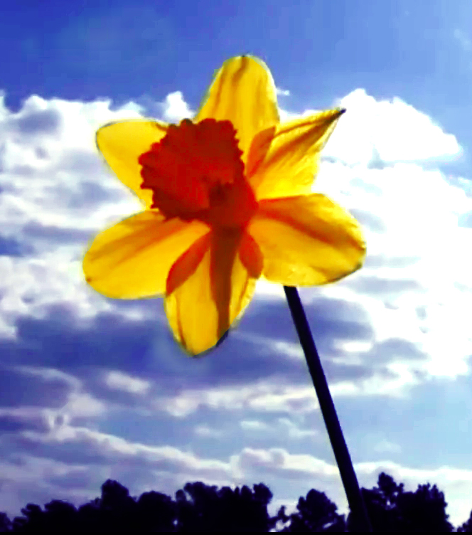 BNT.NJ: Avertizare scotiana la narcise: A nu se consuma!