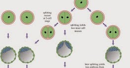 Pengertian Embrio Dan Embriologi | Suka Belajar