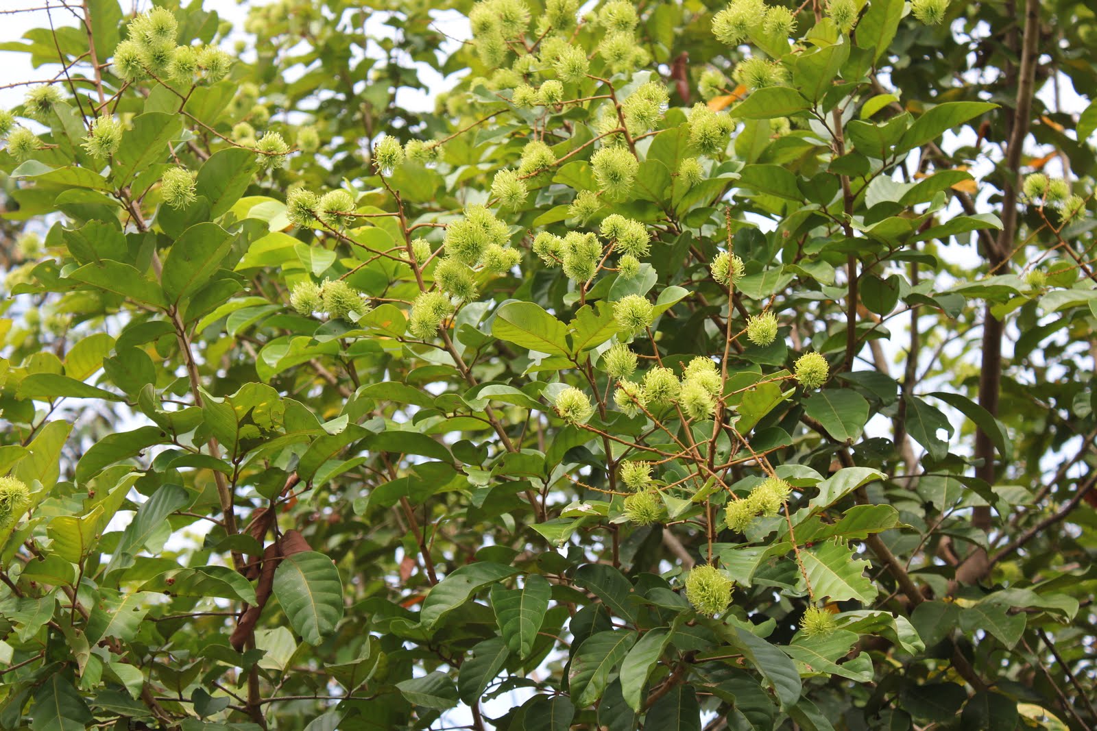 Life on The Farm: R FOR RAMBUTAN