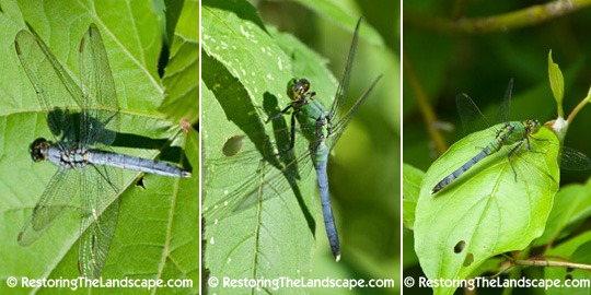 Restoring The Landscape With Native Plants: Insect Diversity ...