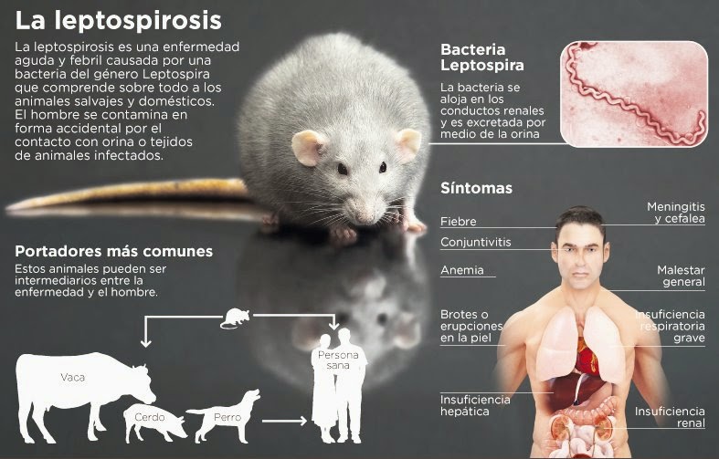 SOCEM UCSA: Leptospirosis