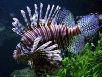 Anizoo : les animaux marins: le poisson scorpion