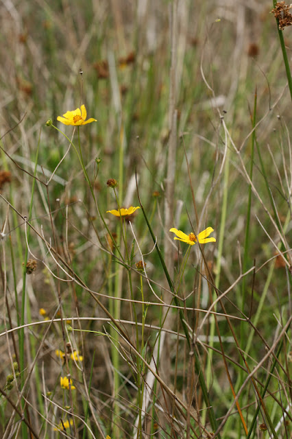 Native Florida Wildflowers: Small-fruited Bur-Marigold - Bidens mitis