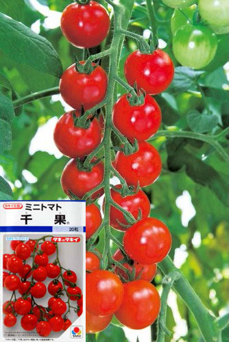 Cat Seeds Pre Order เมล็ดพืชจากญี่ปุ่น: Pre Order เมล็ดพันธุ์มะเขือเทศ ...