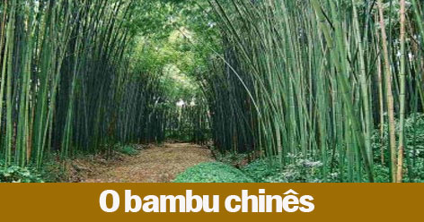 O Bambu Chinês - Mensagens da Manhã