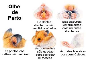 Hamsters Loucura