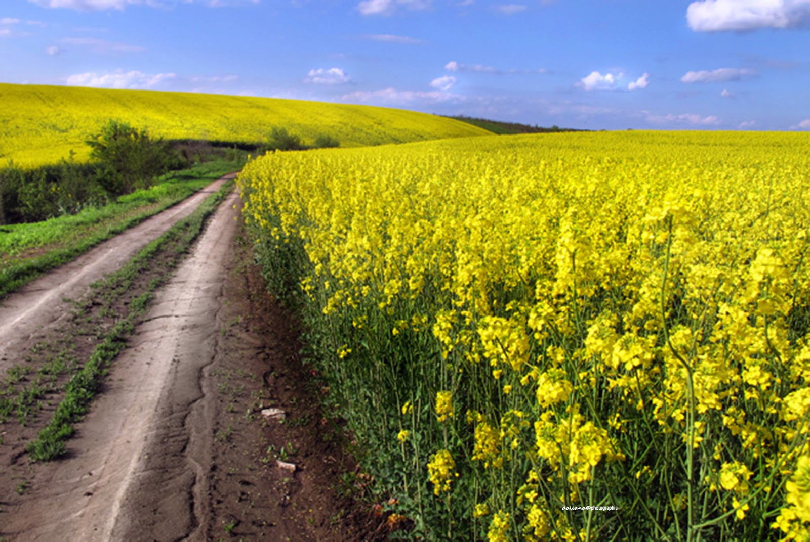 Photographis: Yellow - COLDPLAY