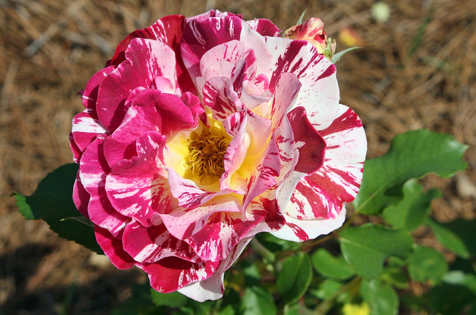 Southern Lagniappe: An Old-Fashioned Rose Garden