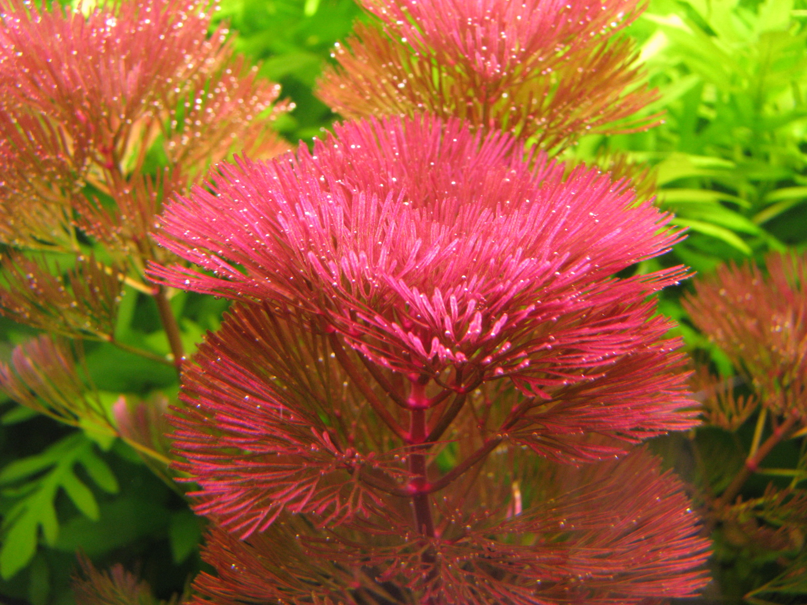 Peces y plantas ornamentales: Cabomba Furcata - Cabomba roja