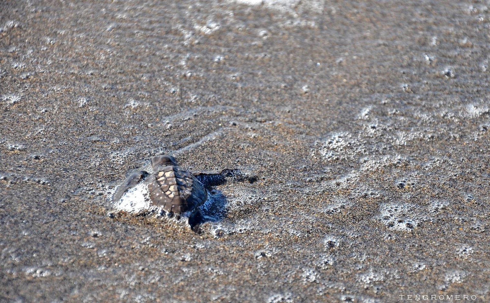 tengturista: BATAAN | Turtles + Coral View Beach Resort