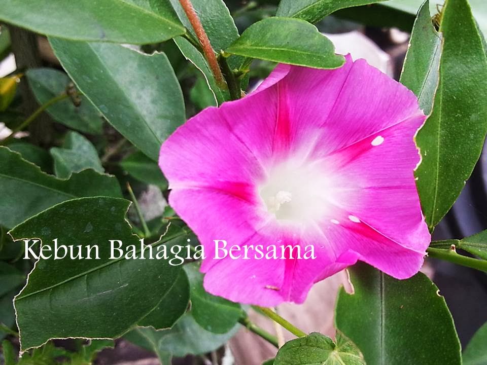 Kebun Bahagia Bersama: Pink Ipomoea variada
