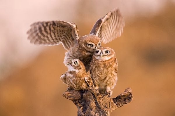 Owl Bird ~ Stunning nature