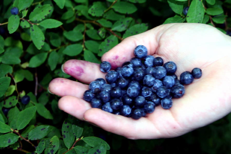 Off-Grid Home Sweet Home: Berry Hike...