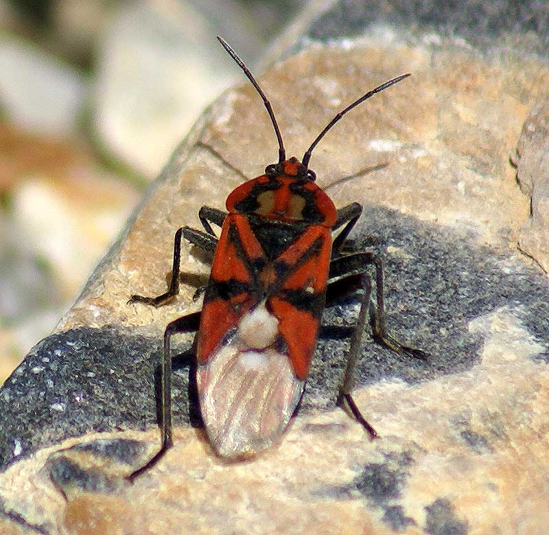Ελληνικη φυση: Spilostethus pandurus