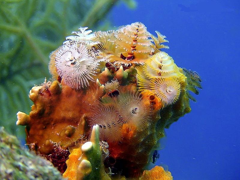 Alam Mengembang Jadi Guru: Beautiful Worms, Corals & Mushrooms of the Sea