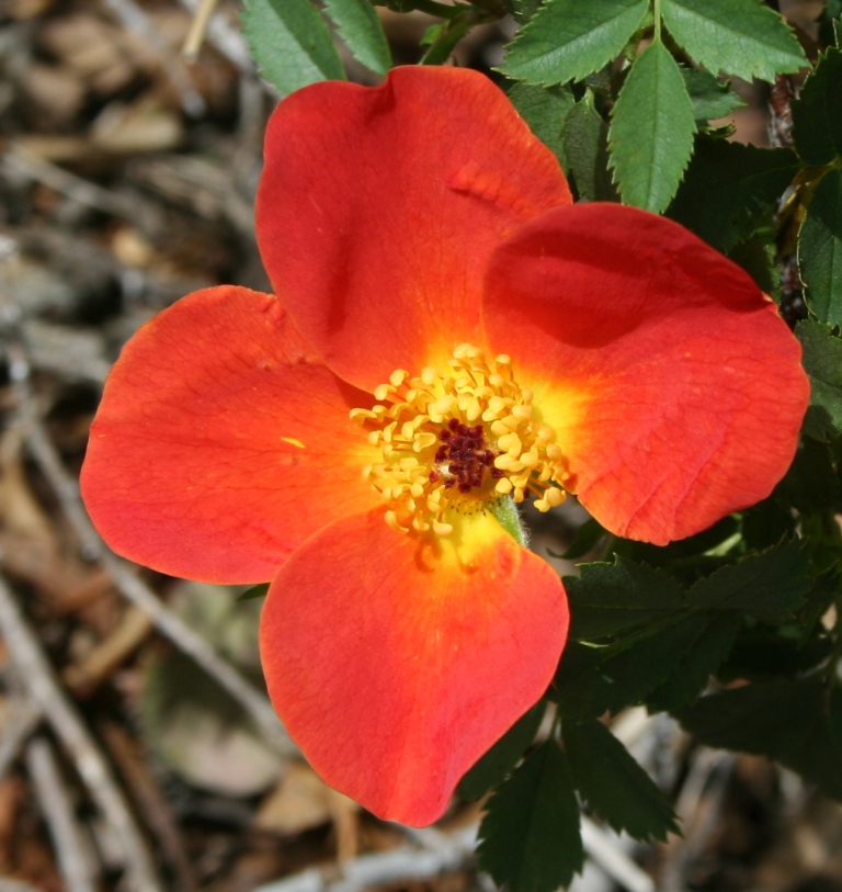 Garden Musings: The Rose Year Begins