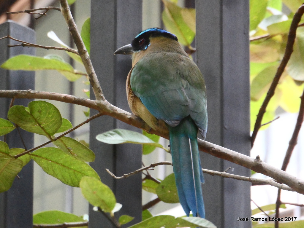 Albanta: Talapos y Torogoces