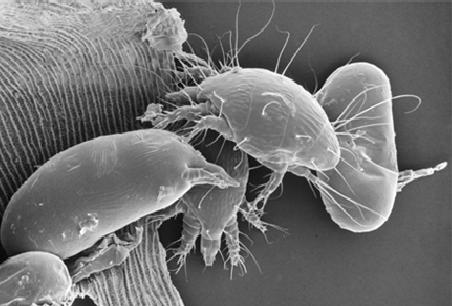 CORONA APICULTORES: ACARIOSIS