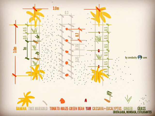 Syntropic Agriculture: the Regenerative Food-Growing Method that Could ...