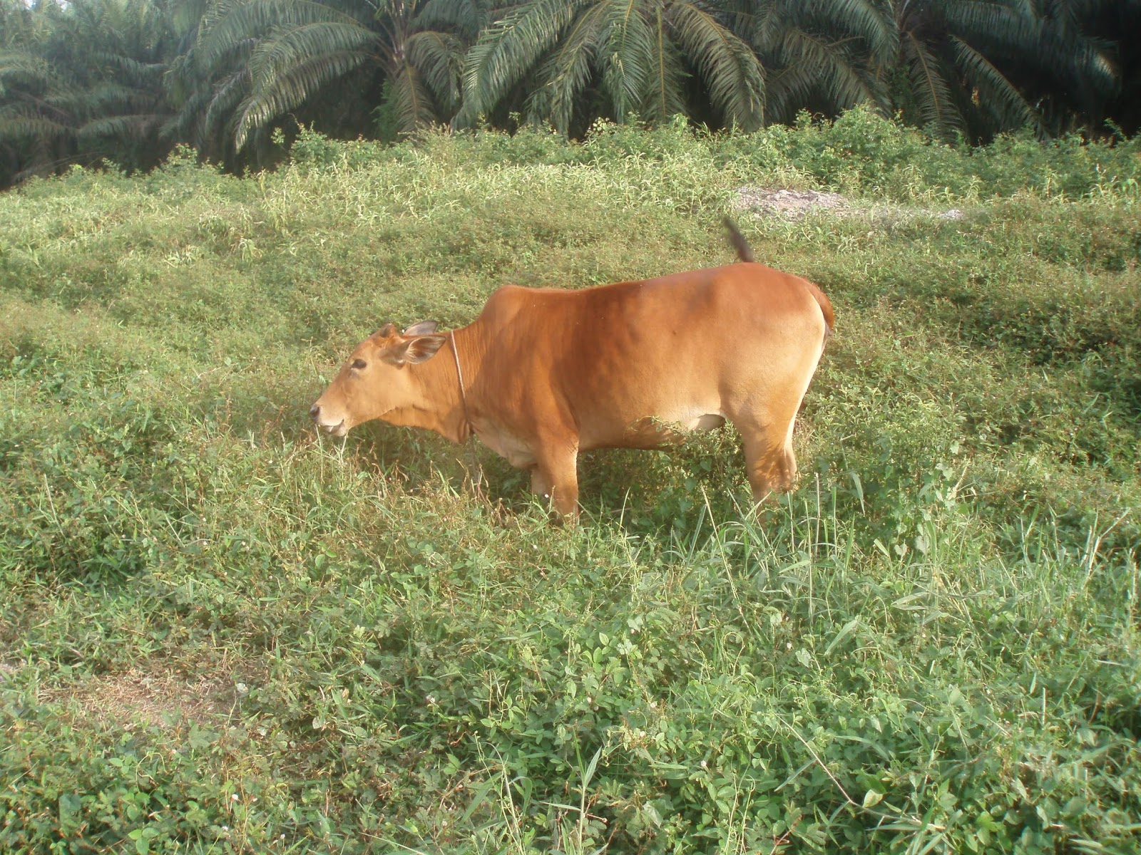 Warisan Petani: Ternakan Lembu 1