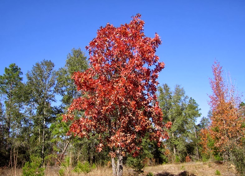 Trees Planet: Quercus cerris - Turkey Oak