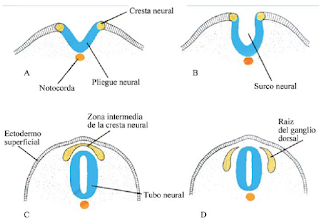 Introducción a la neuroanatomía : Tubo neural