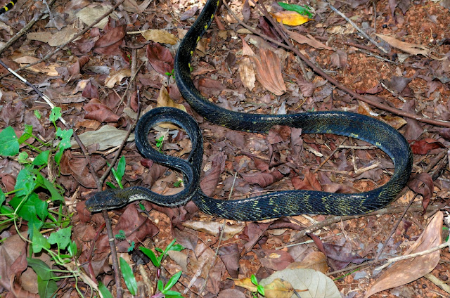 Ular Asli Indonesia: Ular Taring Kucing (Boiga cynodon)