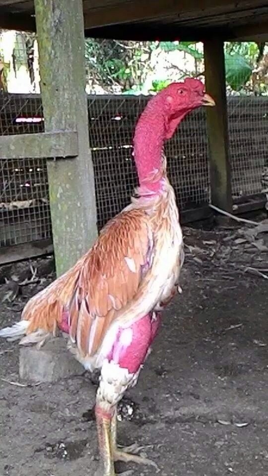 Ayam Sabung: koleksi gambar