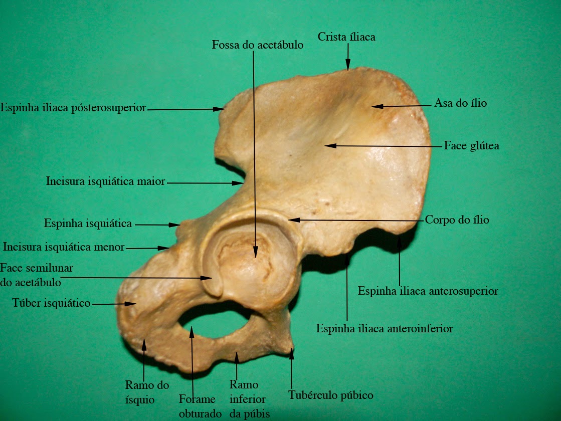 Membros Inferiores: Cintura Pélvica