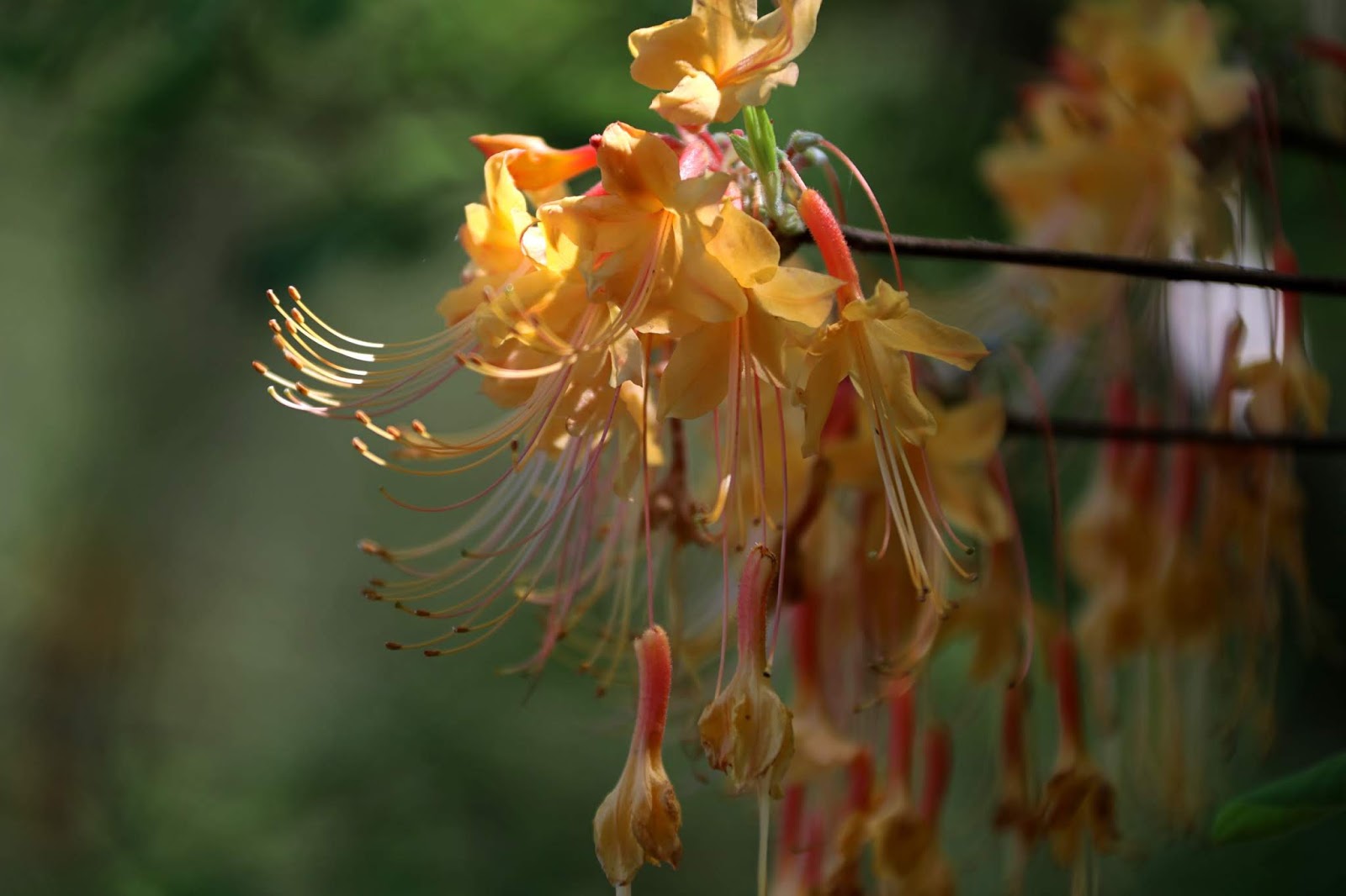 My Kampah: 4/11/19 GreenBrook Garden