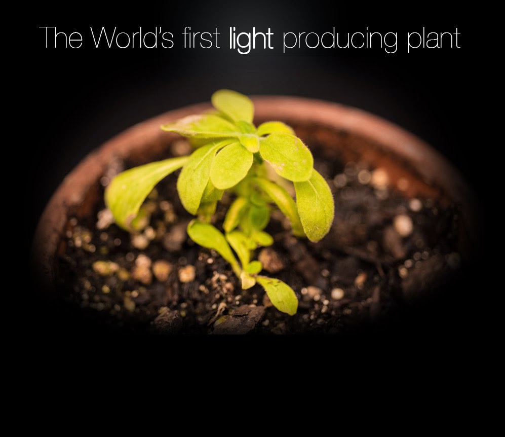 Light Producing Plants - Here they come!